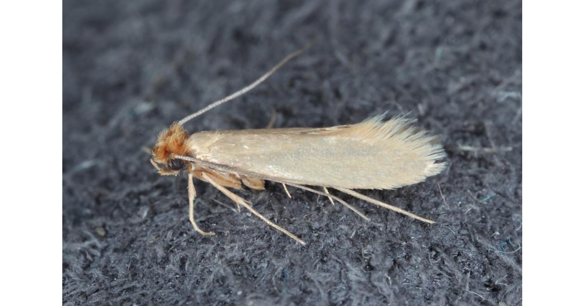 Kleidermotten: Erkennen, Bekämpfen und Vorbeugen.