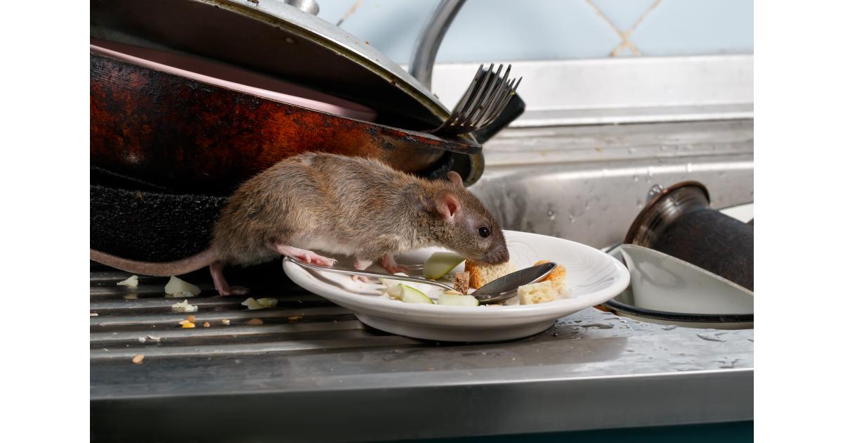 Welke rattensoorten leven er in en rondom je huis? | Home Defense