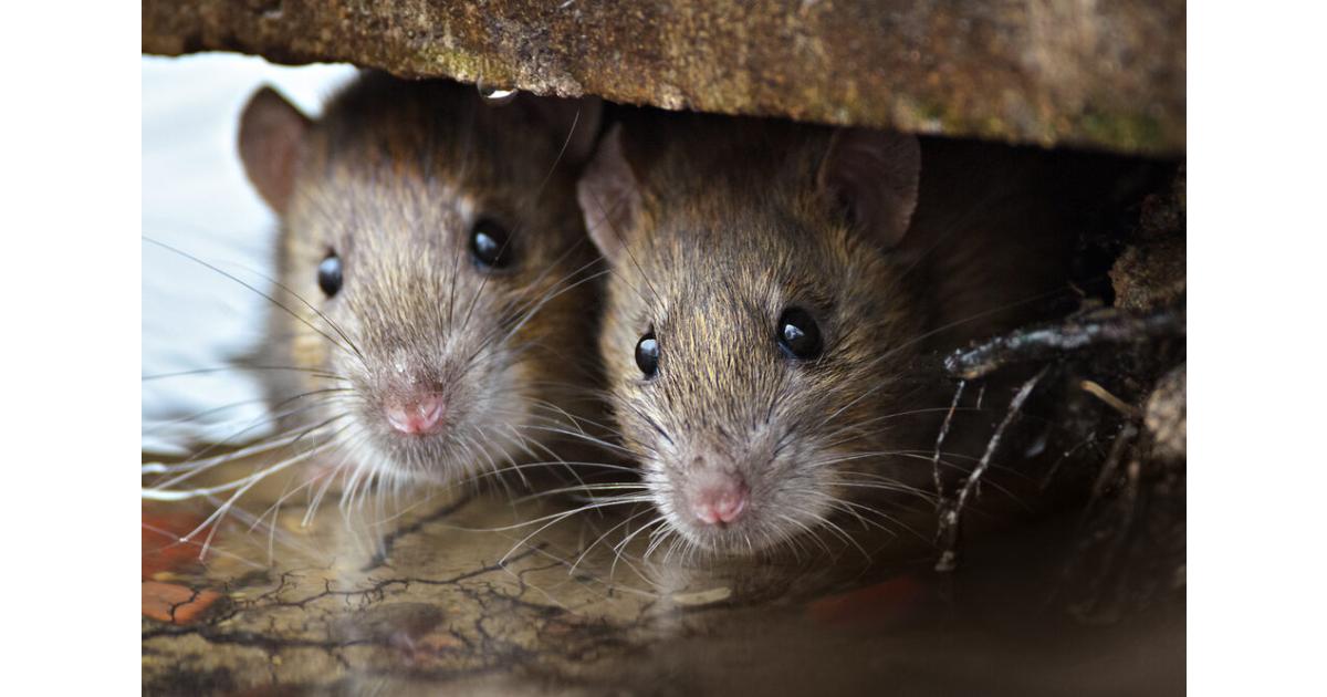 Rattenkeutels herkennen | Home Defense