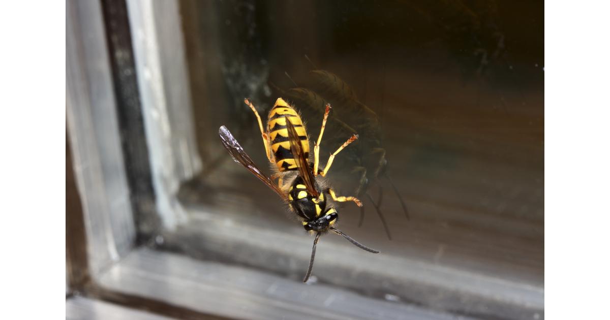 Slome wespen in huis? Dit is wat het betekent | Home Defense