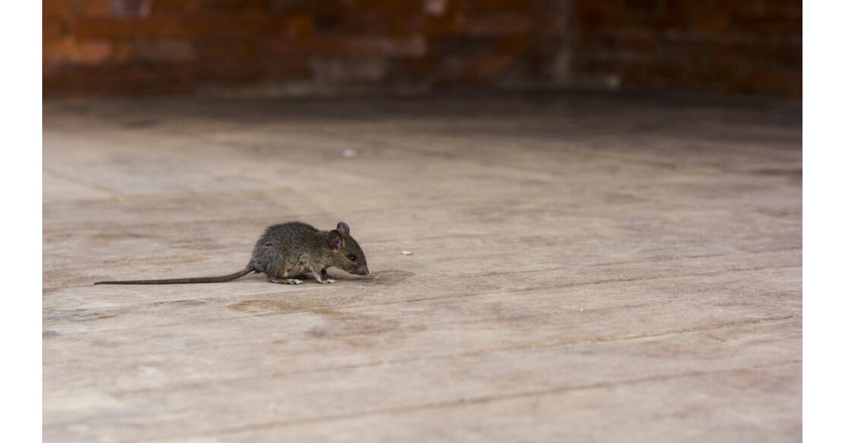 Muizenkeutels herkennen | Home Defense