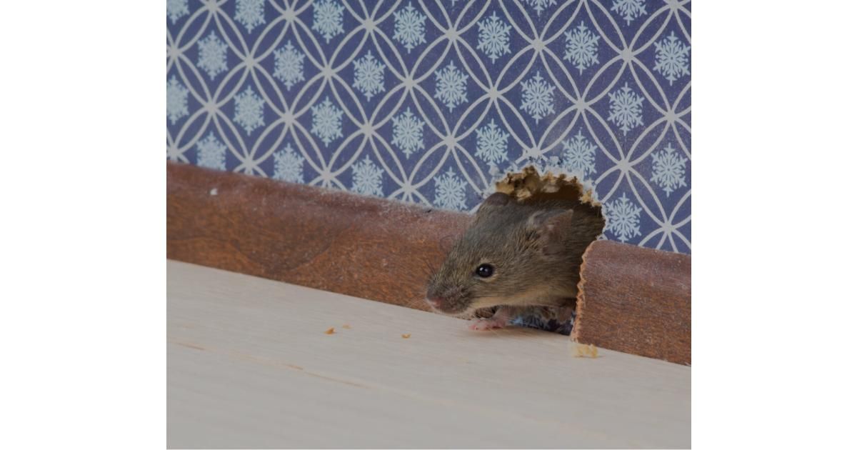 Muizen in huis verjagen en bestrijden | Home Defense