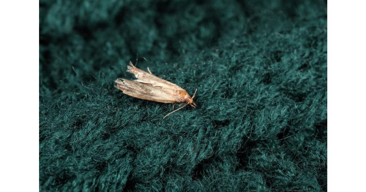 Wat te doen tegen motten in huis? | Home Defense