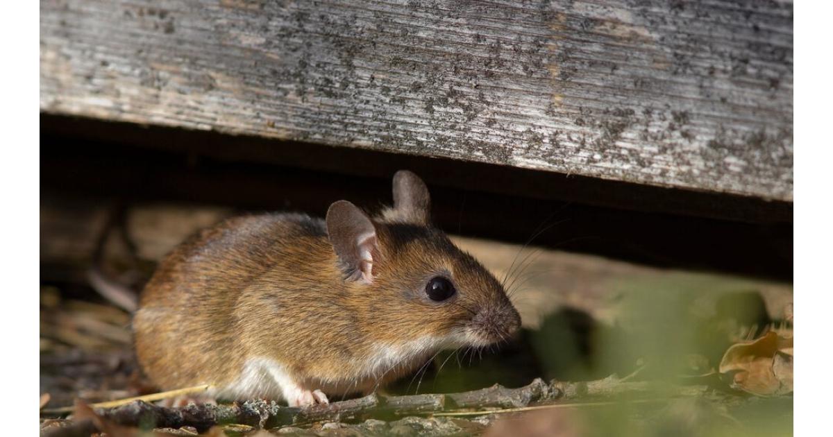 Wat kan je afleiden aan de staat van de muizenkeutels? | Home Defense