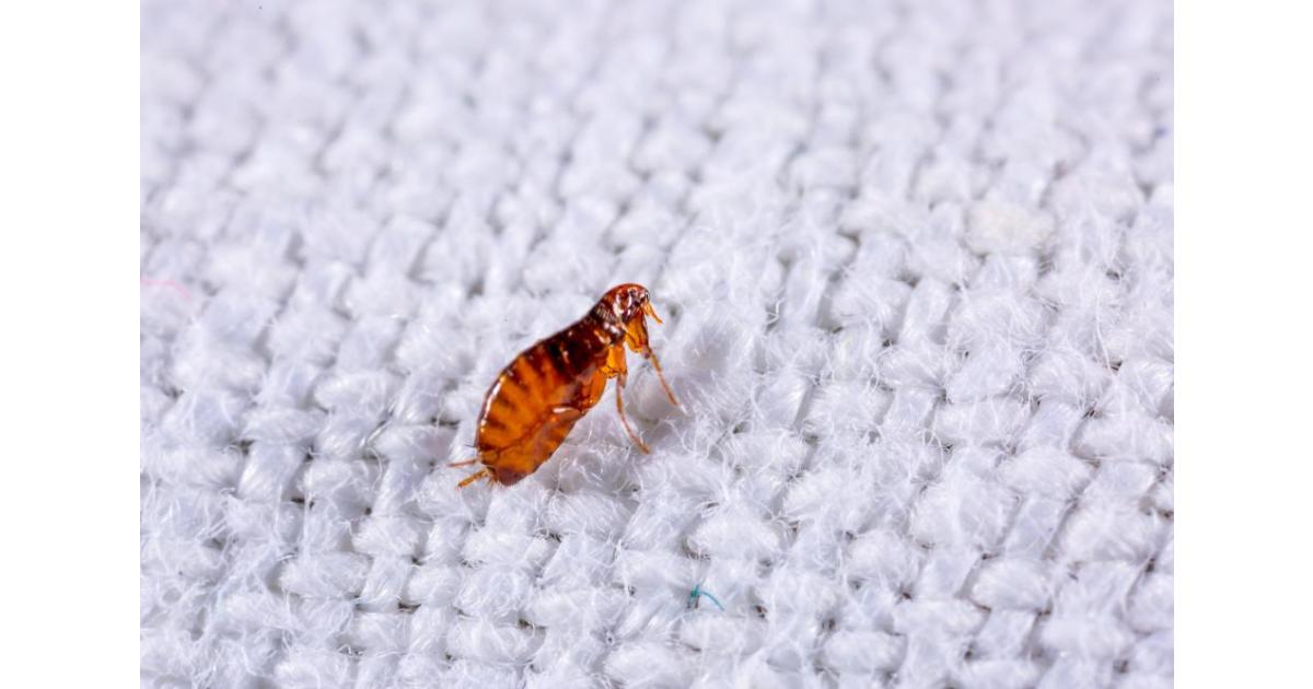 Comment savoir s'il s'agit d'une piqûre de puce